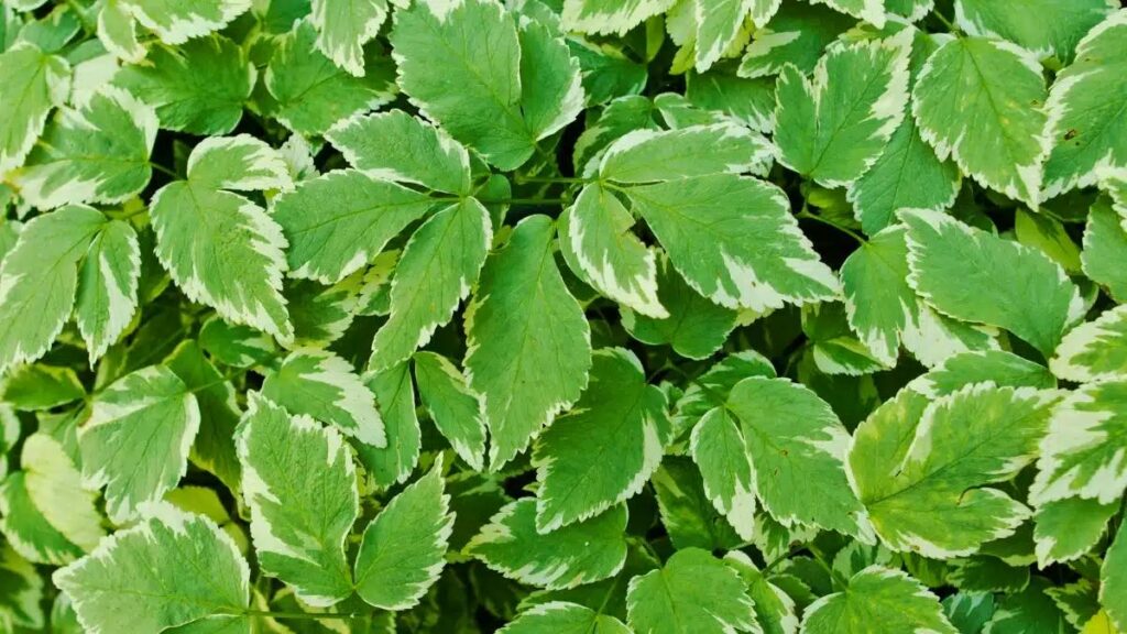 When to Take Horny Goat Weed: A Guide